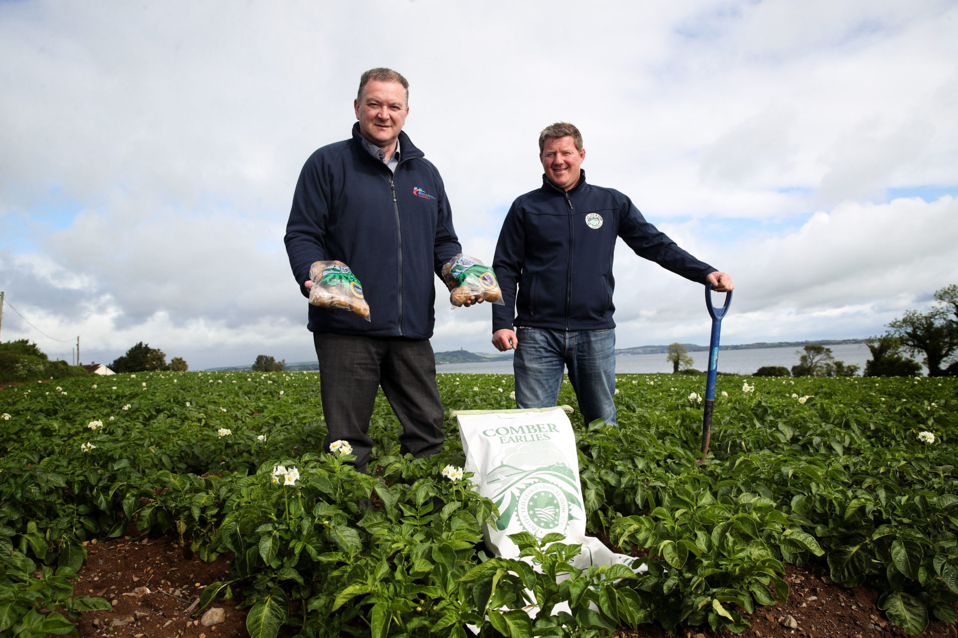 Spud season sees unique Comber Earlies on shelves across local stores ...